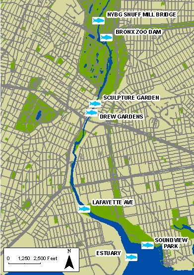 Distribution and Number of Fish Sampled on the Bronx River : Aquatic ...