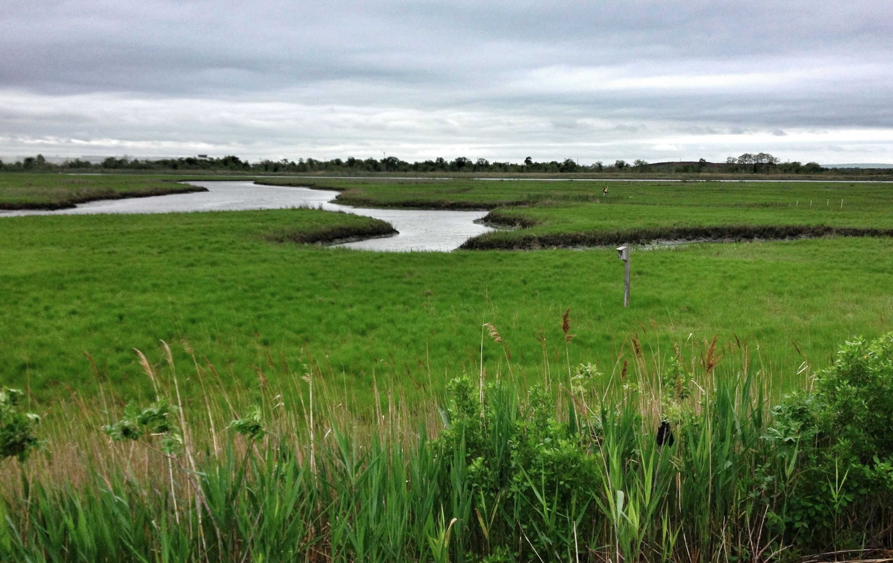Restoring New York City's Ecosystems in the Face of Climate Change ...