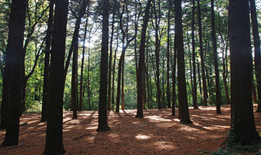Forest 101: Forests in New York City Parks : NYC Parks