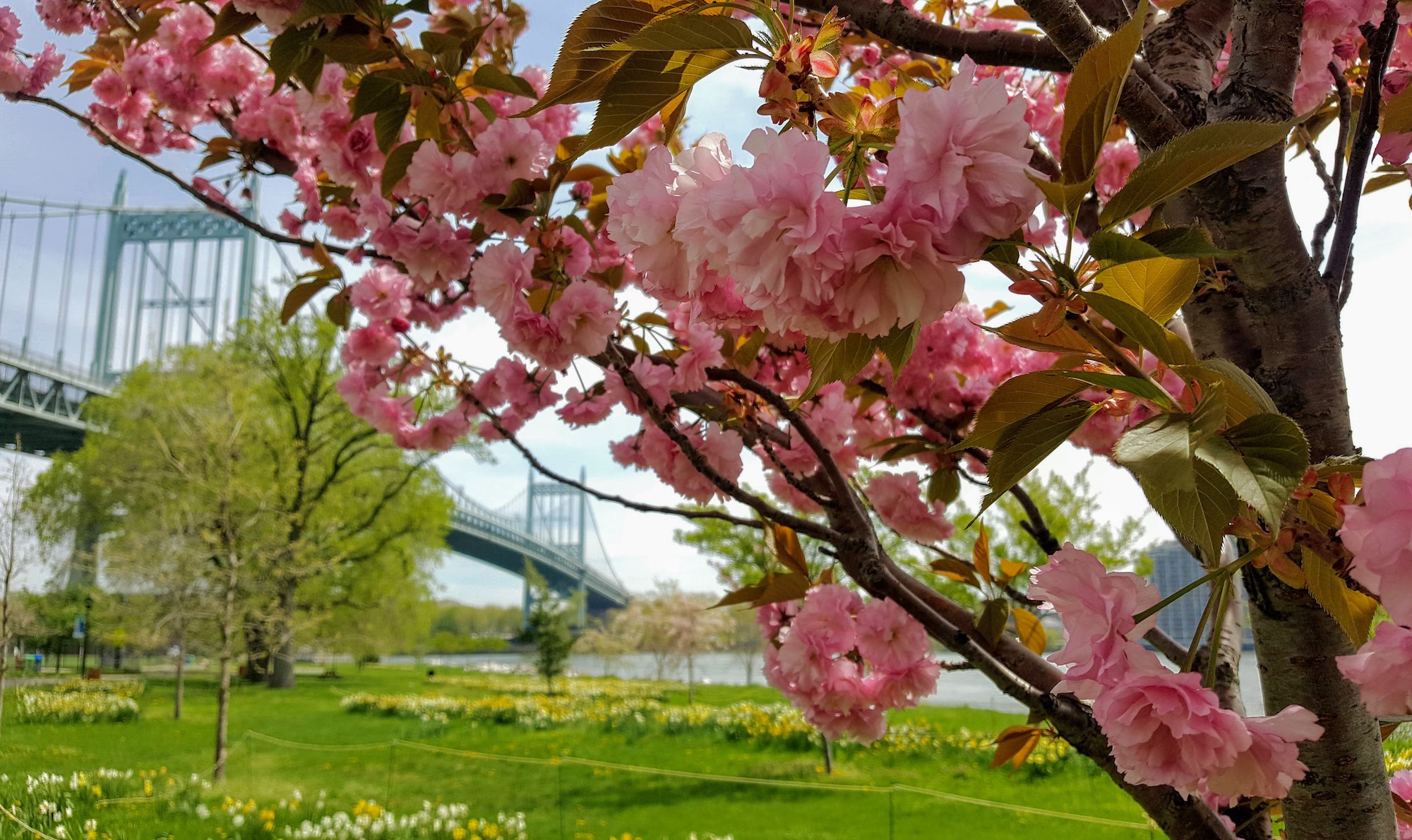Best Parks to See Cherry Blossoms in New York City : NYC Parks