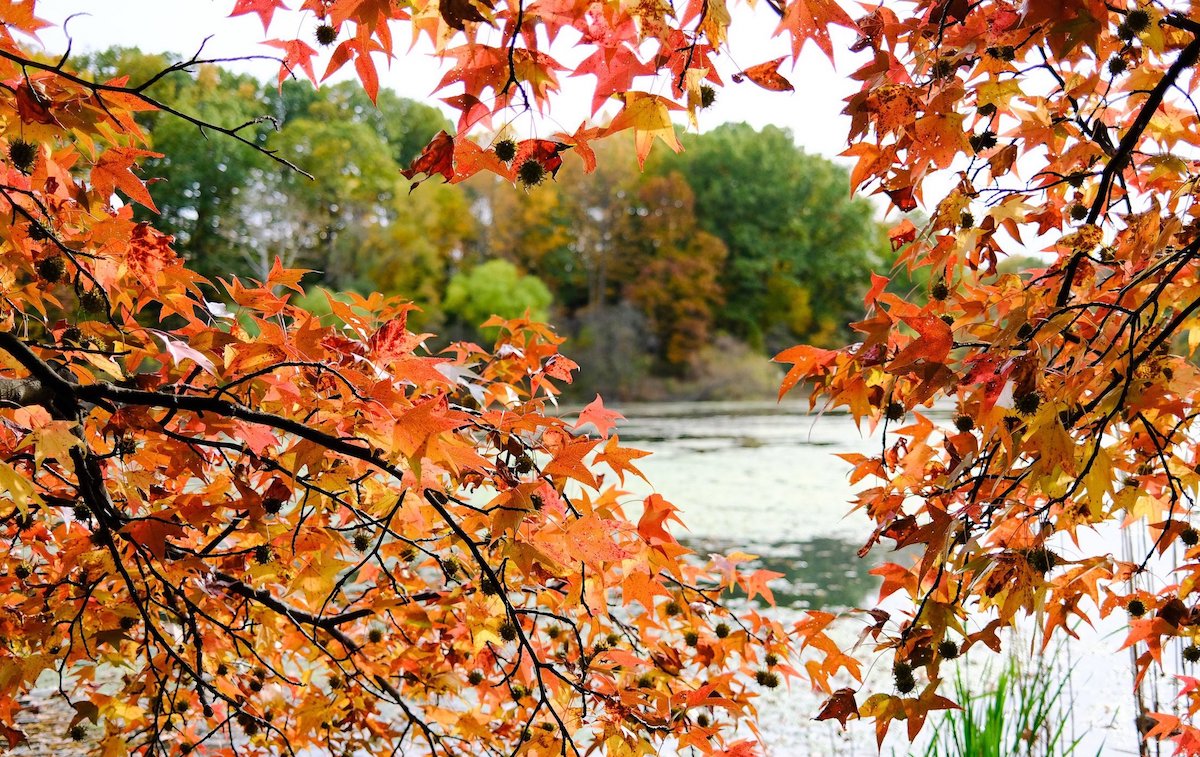 Fall for NYC: Fall Foliage Tracker : NYC Parks